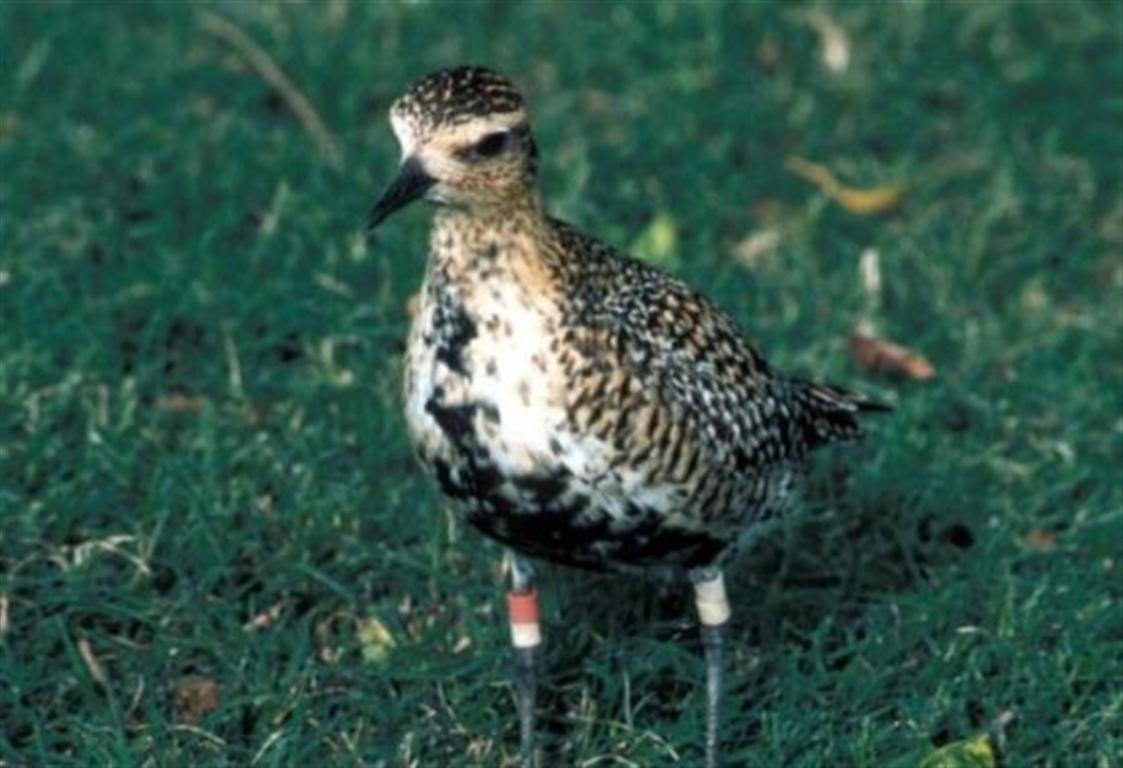 Krazy For Kolea Kontest Winners | The Molokai Dispatch